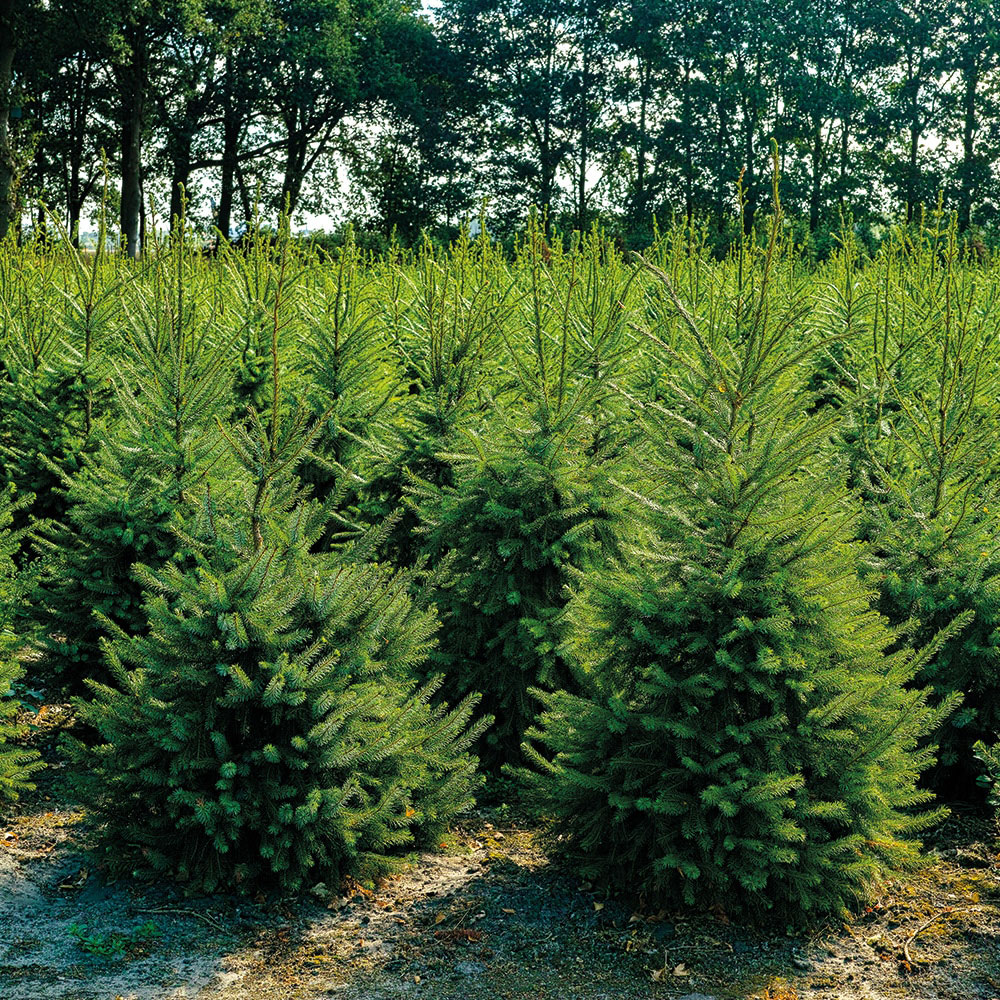 Jardinerie à Pamiers en Ariège - Clarac - La nature est à vous