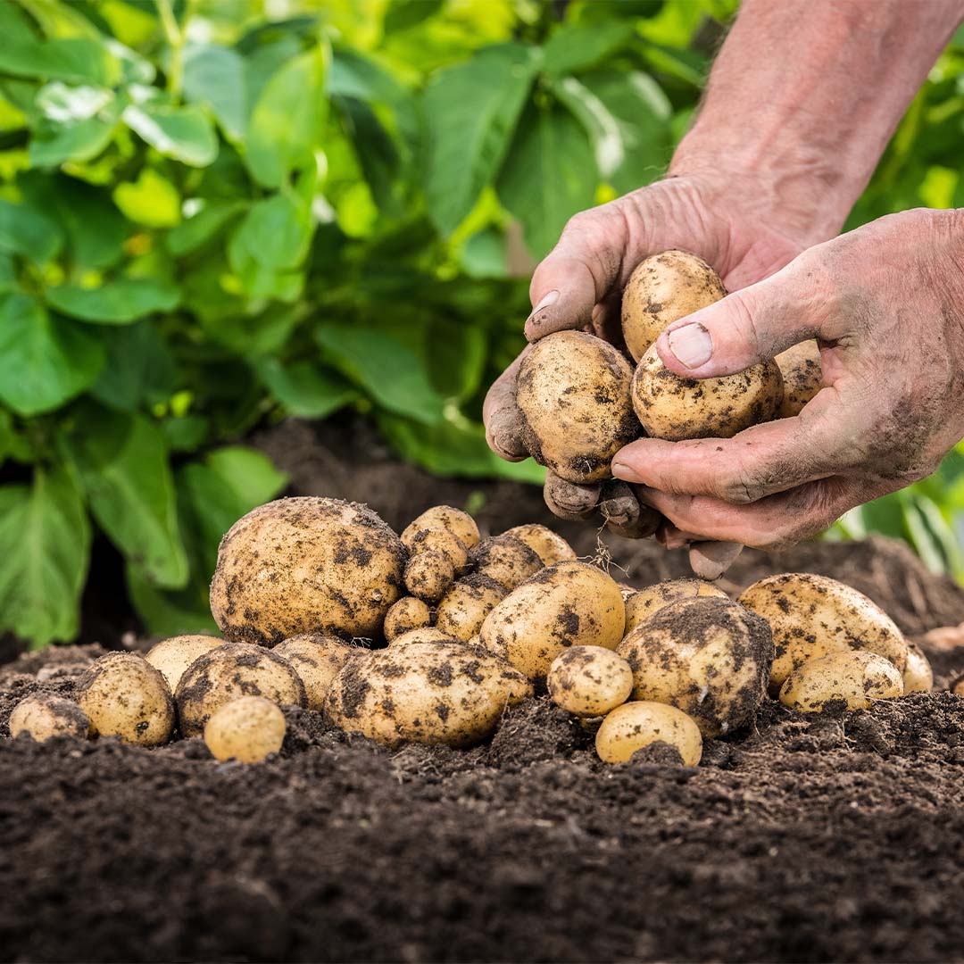 Les patates c'est facile (très) Jardinerie à Pamiers en Ariège - Clarac