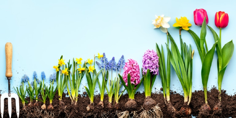 Bulbes à fleurs : que planter en octobre pour un printemps fleuri